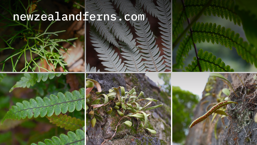 New Zealand Ferns
